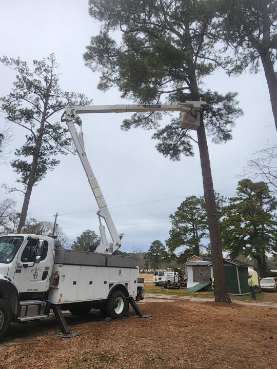 Craven County Animal Services rescue cat stuck in tree