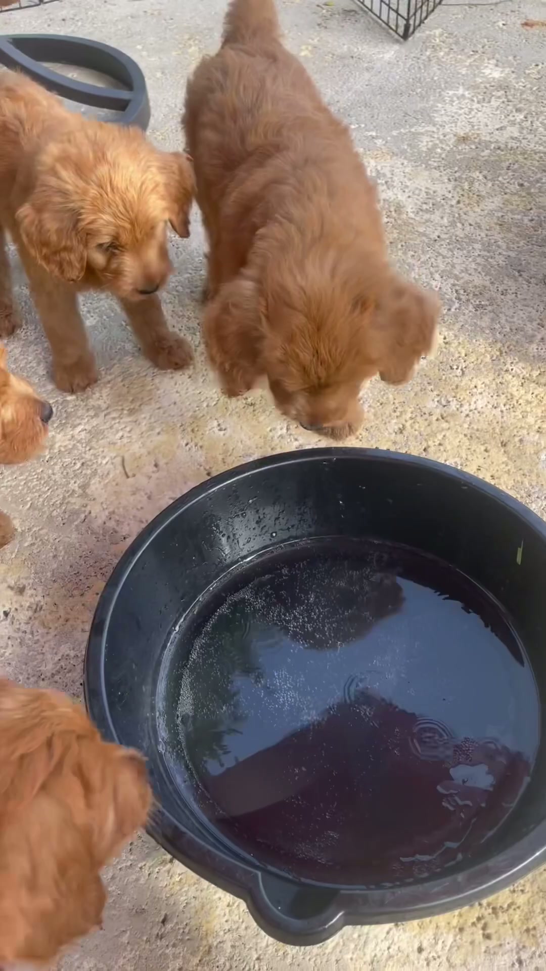 Puppies taste sparkling water for the first time! #goldendoodle # ...