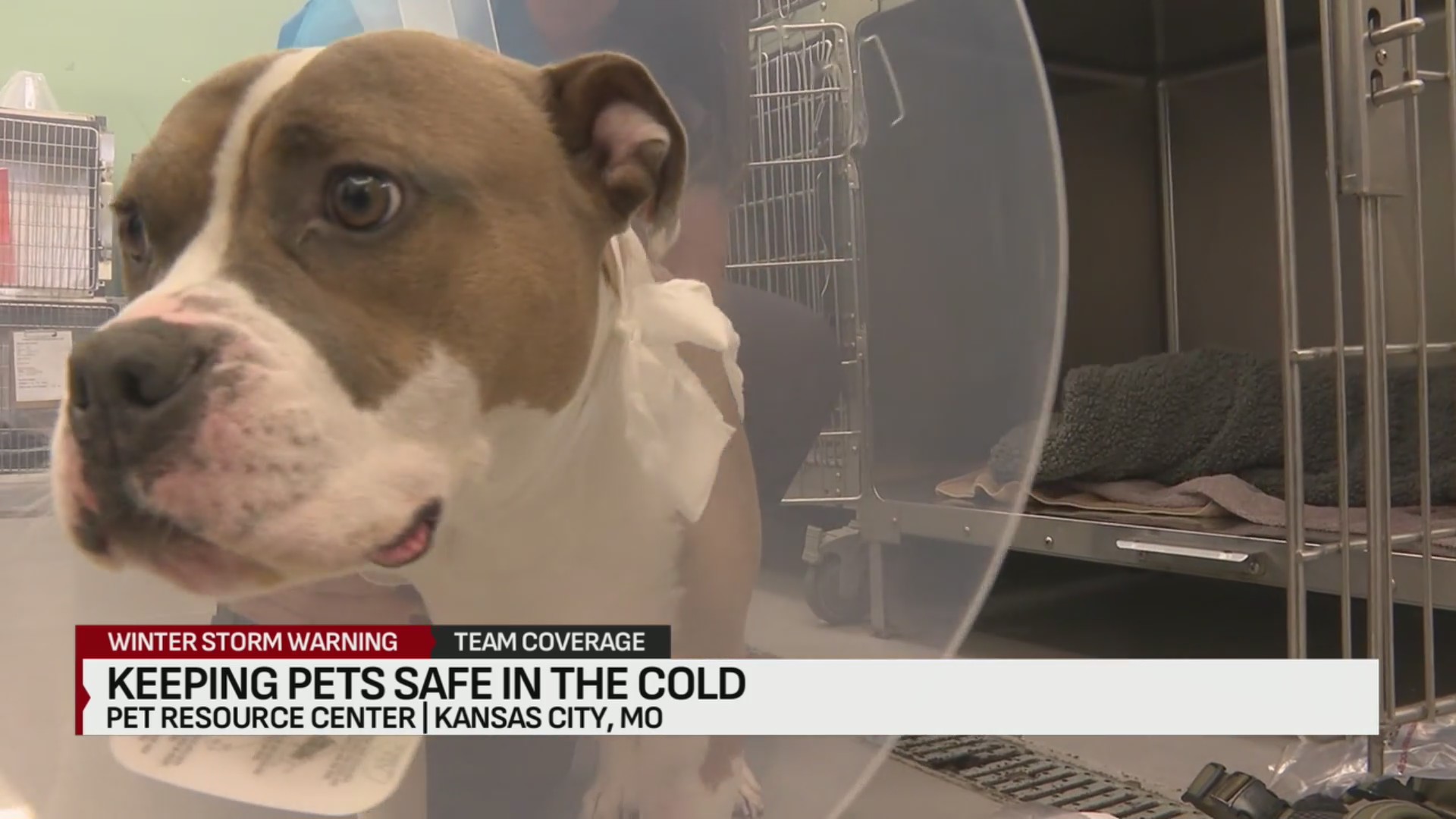 Keeping pets safe in the freezing cold