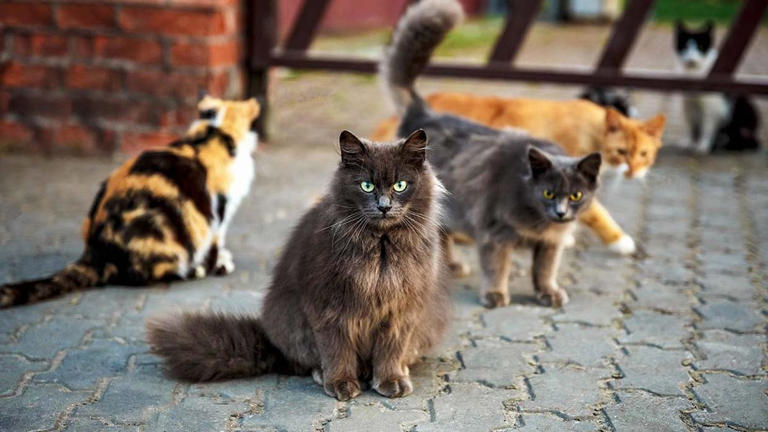 ¿Se puede domesticar a un gato feral? Diferencias, riesgos y cómo ...