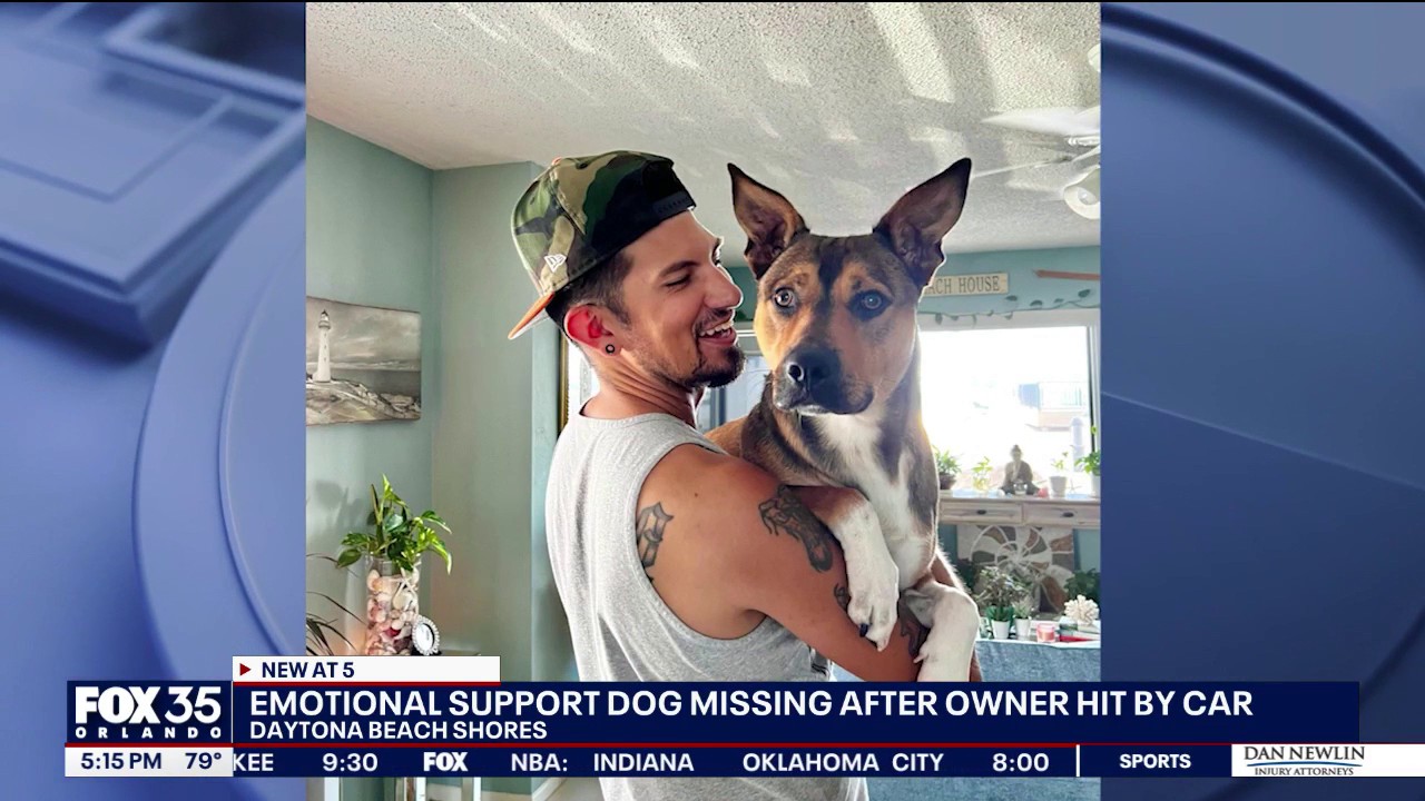 Search underway for dog that fled after owner struck by car