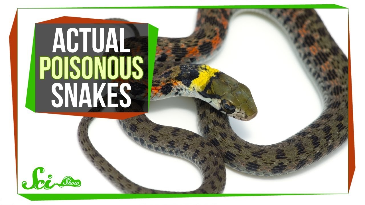 Behold—poisonous snakes! (Yes, you read that right)