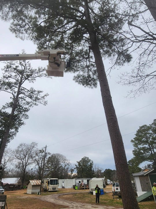 Craven County Animal Services rescue cat stuck in tree