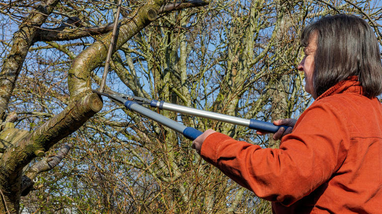 What's the difference between a pruner and a lopper branch-cutting tool?