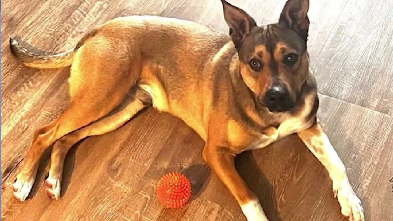 Search underway for dog that fled after owner struck by car in Daytona ...