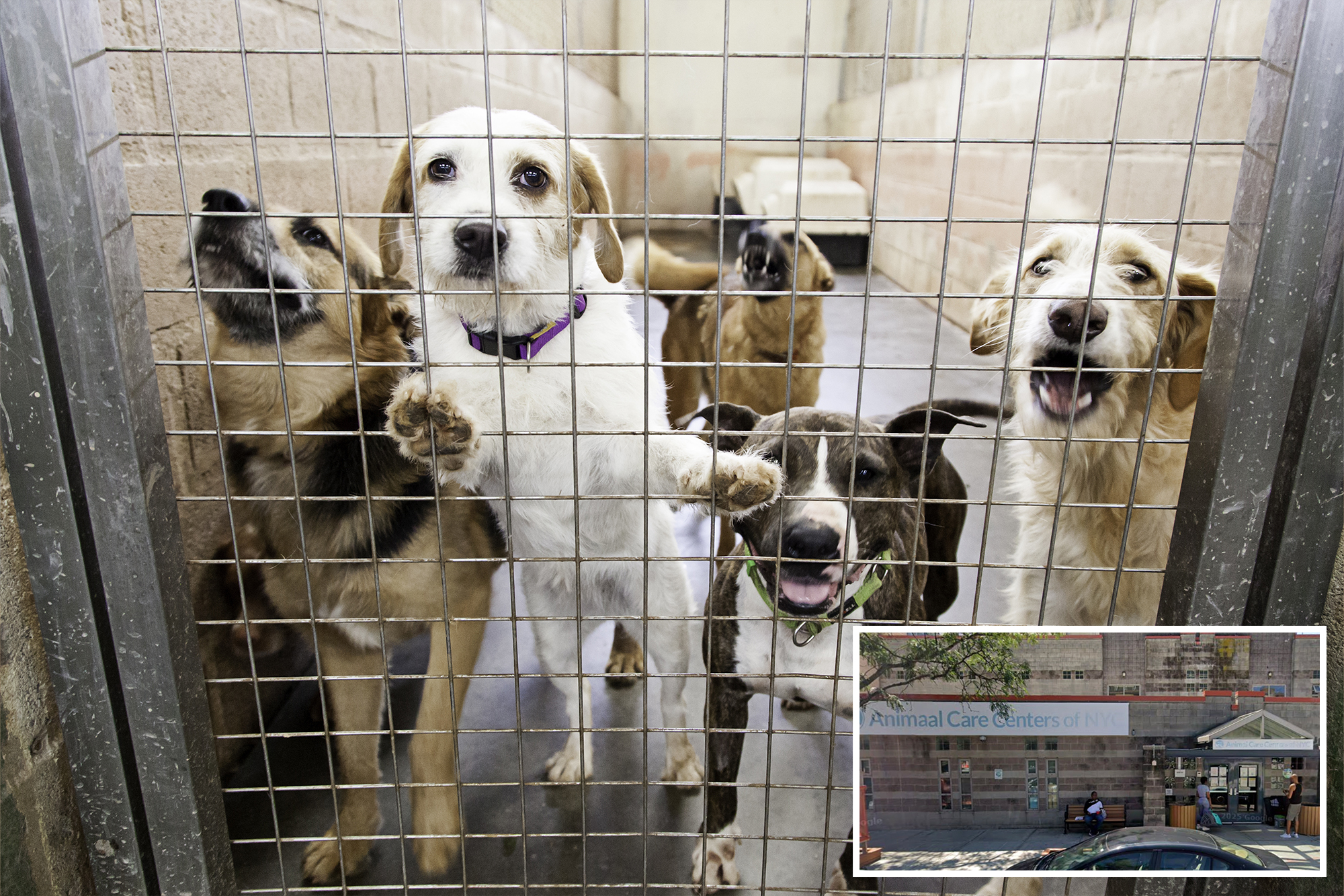NYC shelters seeking 'blizzard buddies' for their dogs ahead of ...