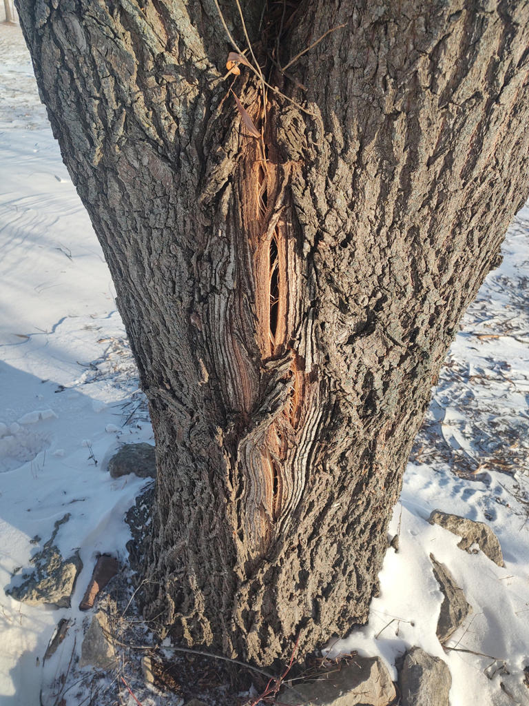 Michigan Tech professor responds to 'exploding trees' theory