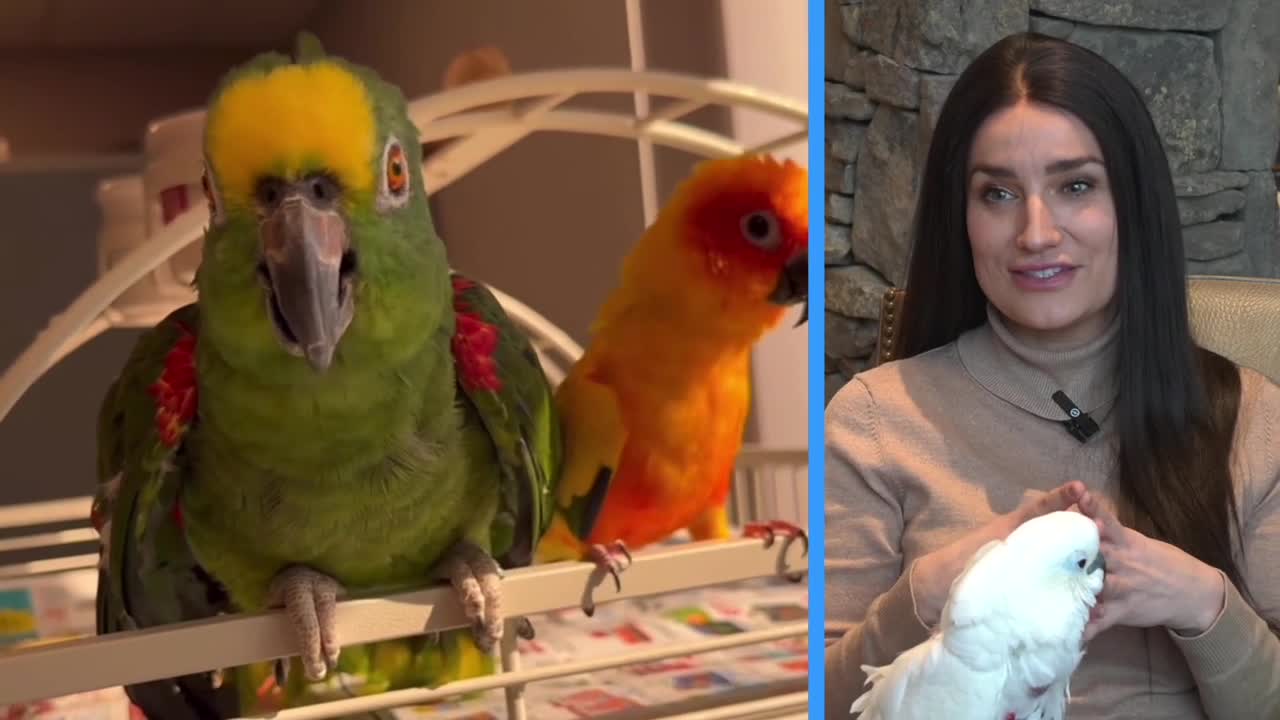 Polly the Amazon parrot, a Boise icon with 3M followers, dies ...
