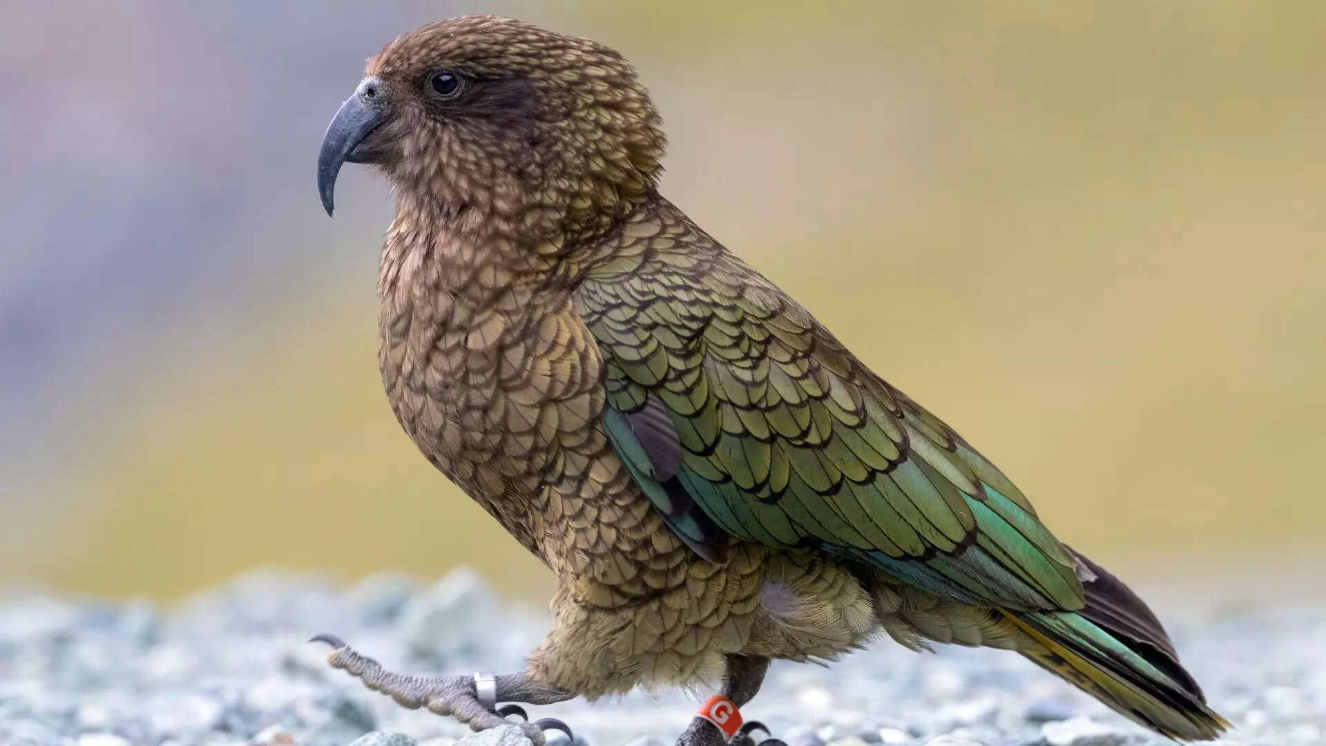 Think birds are simple? These 5 are shockingly intelligent