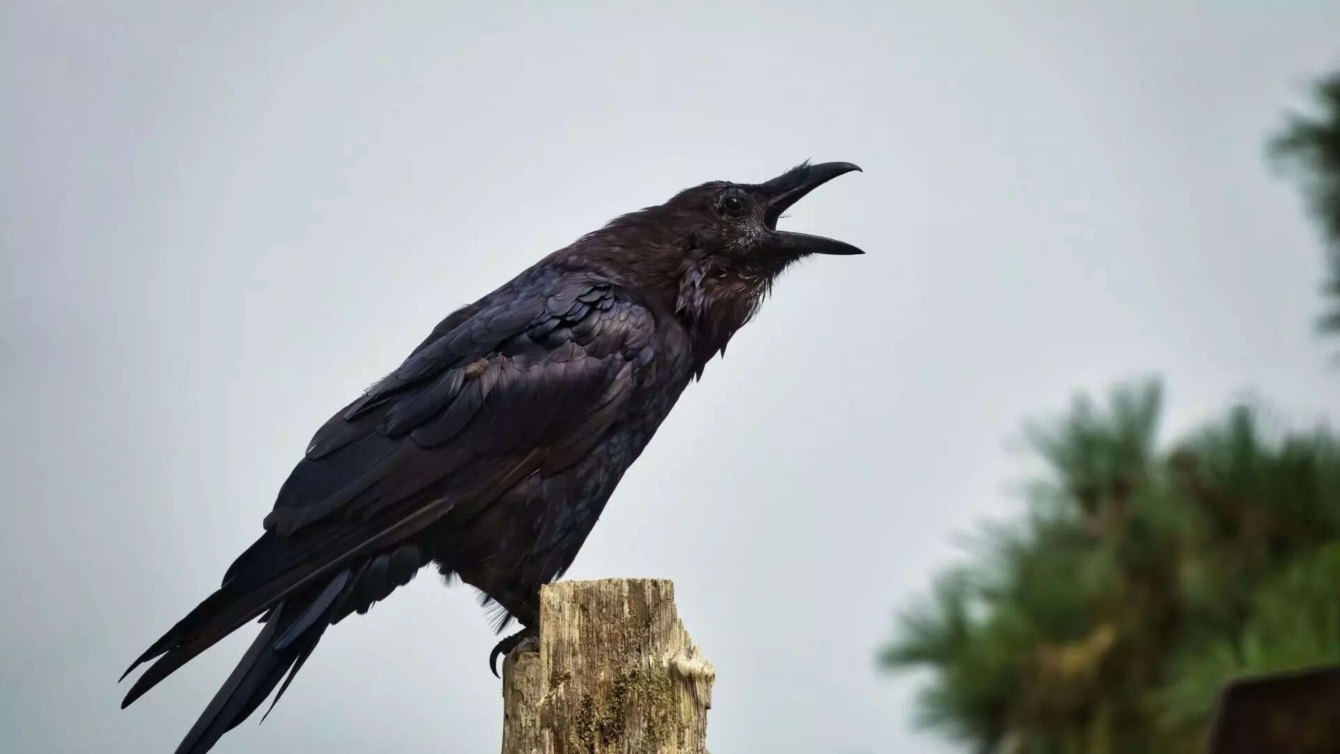 Think birds are simple? These 5 are shockingly intelligent