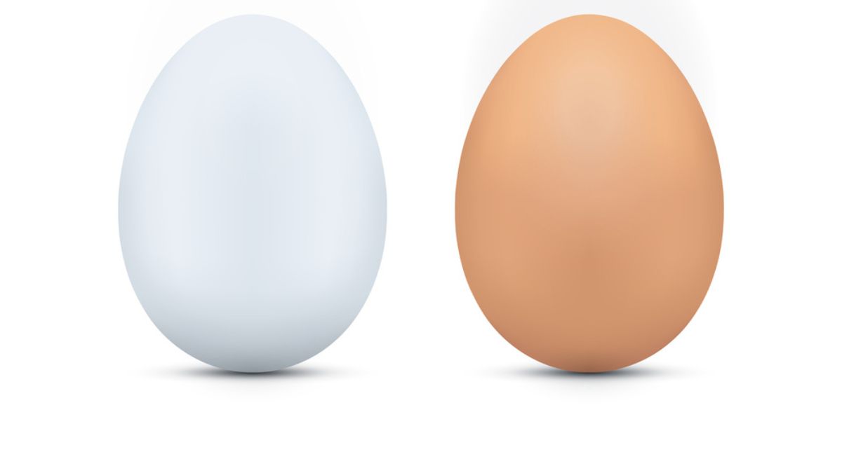 Why some eggs are brown and others white