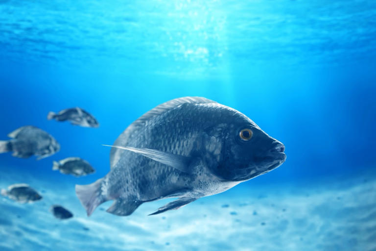 Brazilian doctors treat burns with tilapia fish skin, and it's working