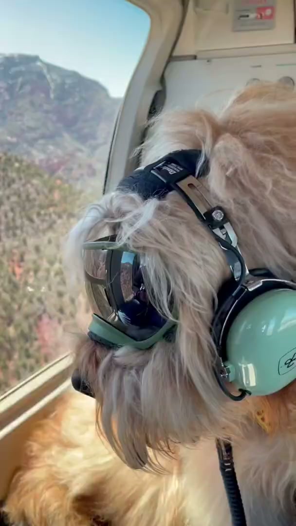 I took my dog to Top Gun Academy! #topgun #goldendoodle #helicopter