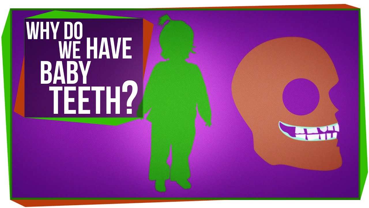 Why do we have baby teeth?