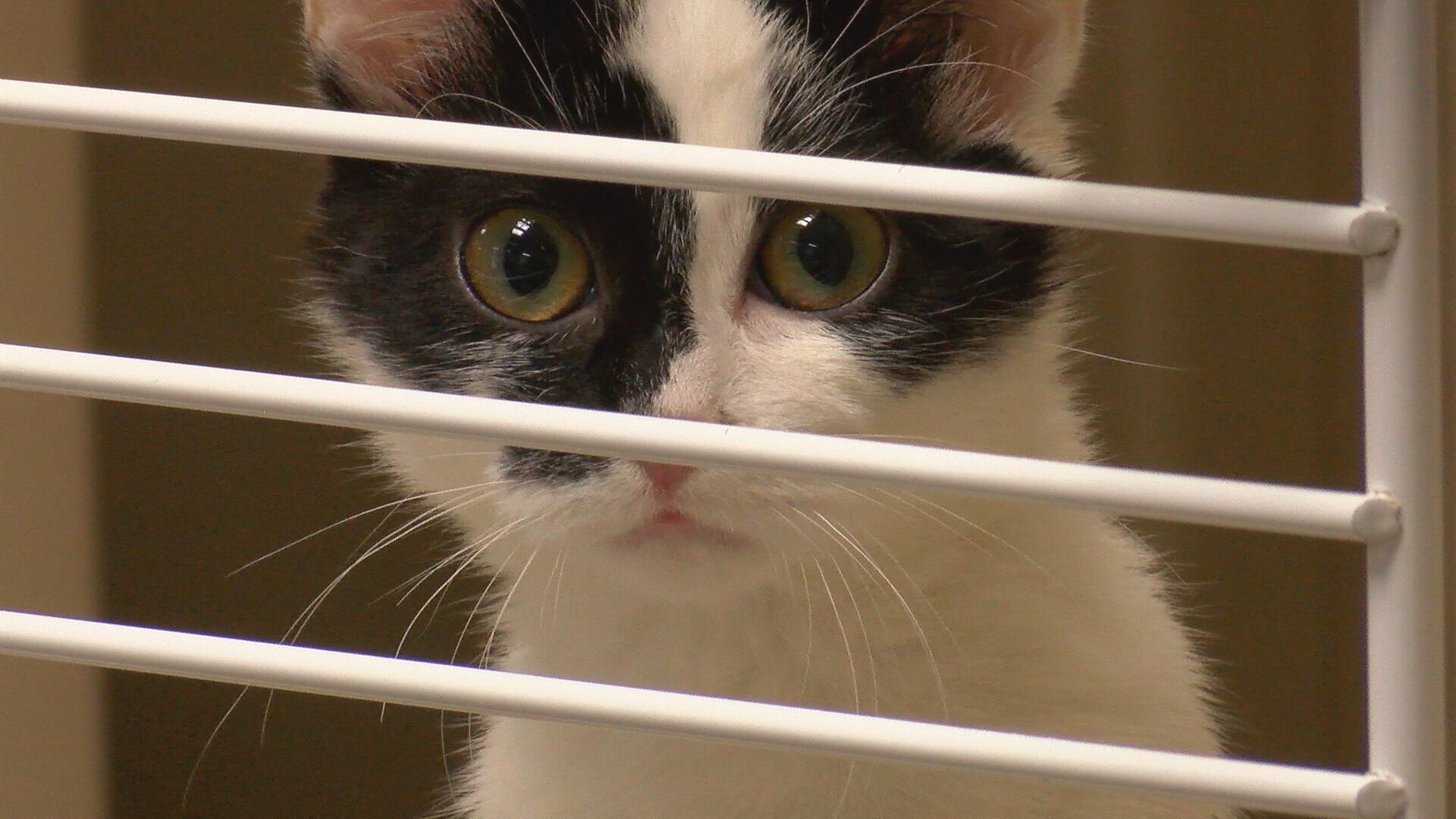 Florida lawmakers propose bills allowing veterinarians to report ...