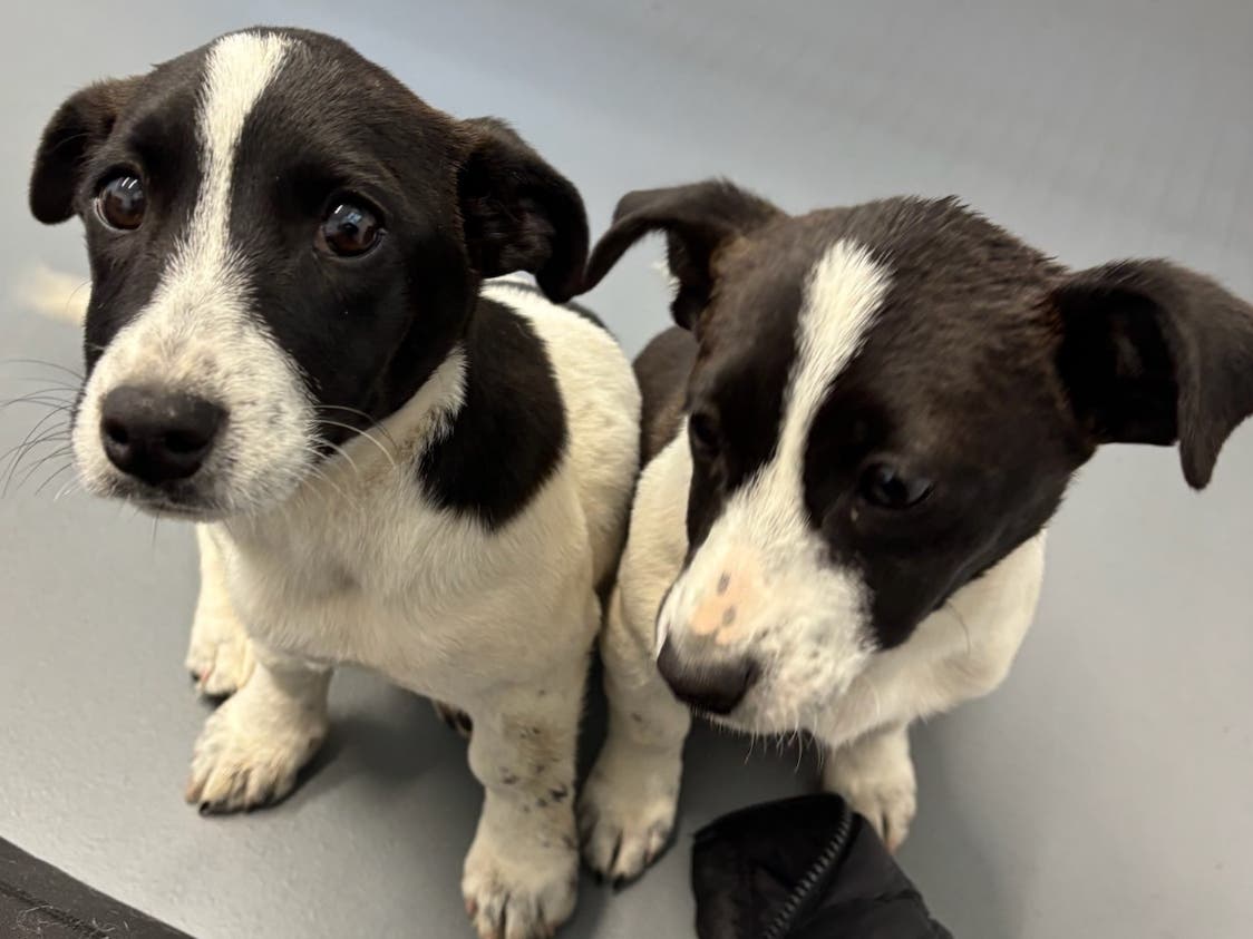 18 Mississippi rescue dogs flown to Salem ahead of massive winter storm
