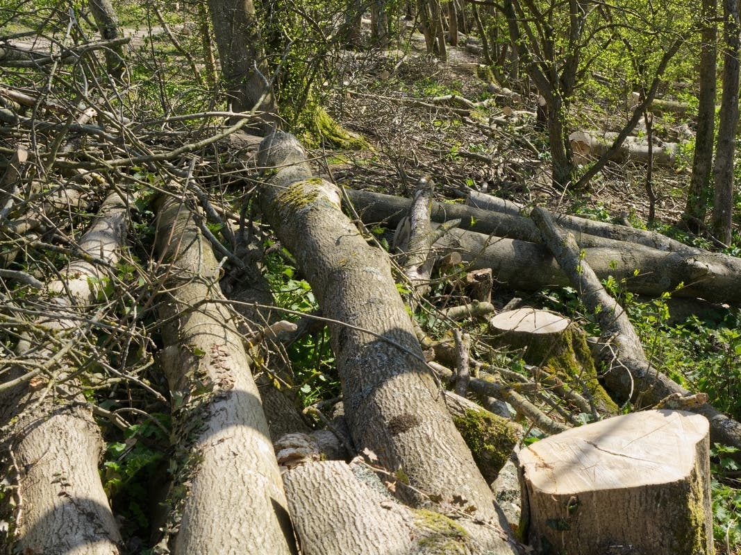 Fallen tree limb kills Sussex Co. man, police say