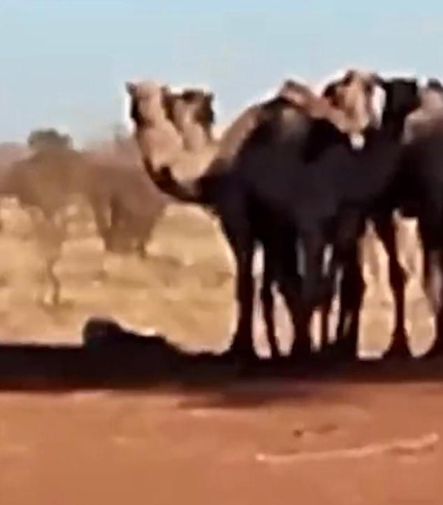 Moment 1,000 feral camels rampage through Australian outback town in ...