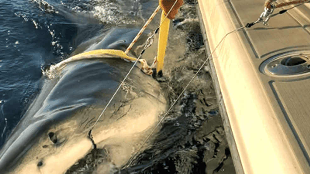13-foot great white shark drops by the coast of Indian River County for ...