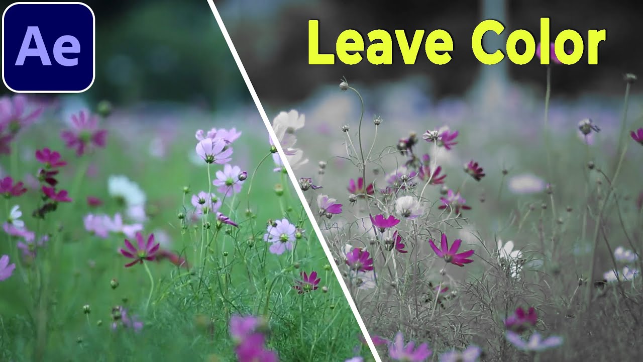 Quick tip - how to leave color in After Effects #oe314