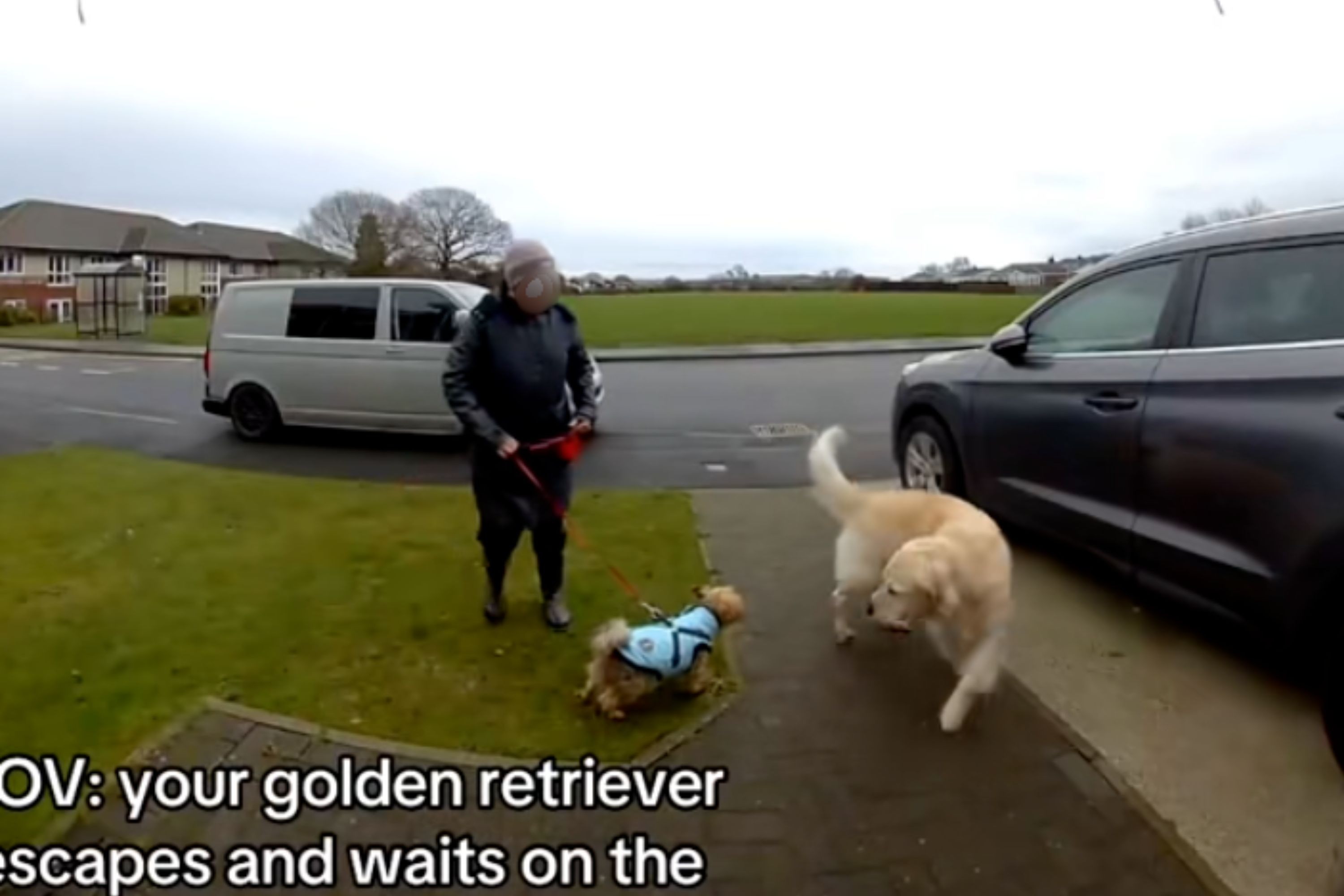 Golden retriever escapes house—then Ring camera captures what stranger does