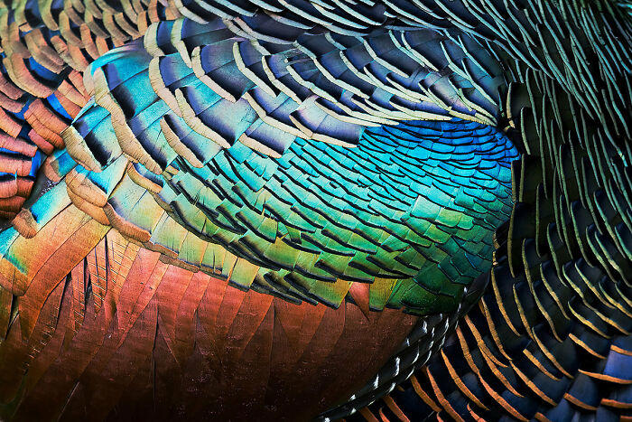 Best Bird Photography Announced Its 29 Stunning Winners