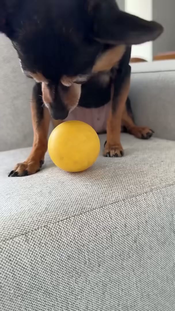 História da bola amarela