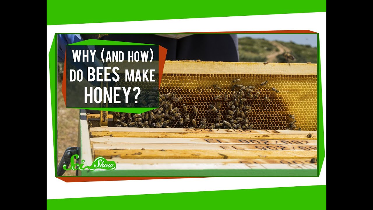 Why (and how) do bees make honey?