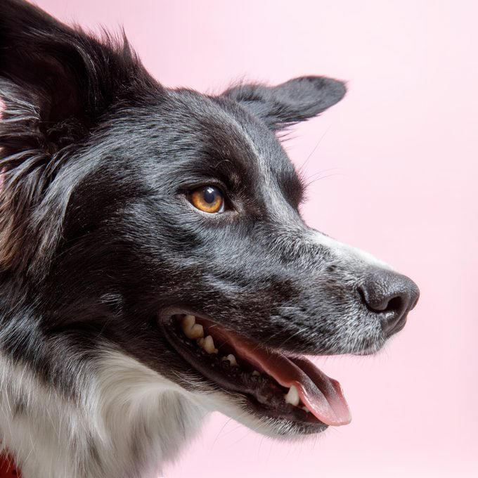 Meet the adorable star of our February cover: Millie!