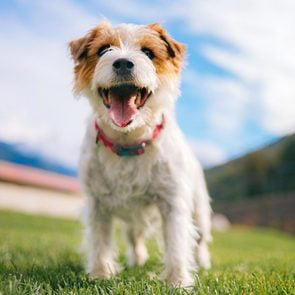 Meet the adorable star of our February cover: Millie!