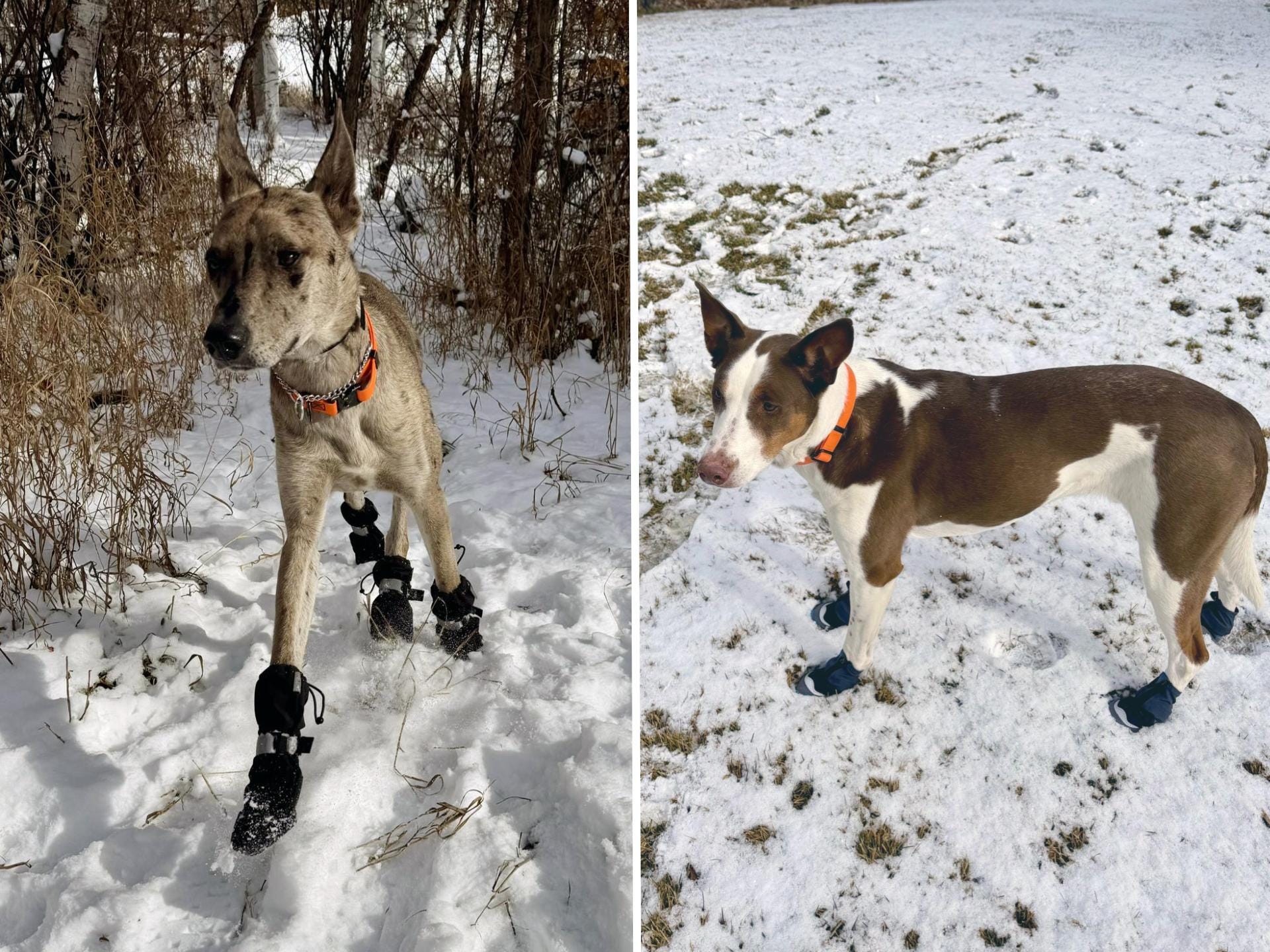 The best dog boots we tested in snow and cold conditions