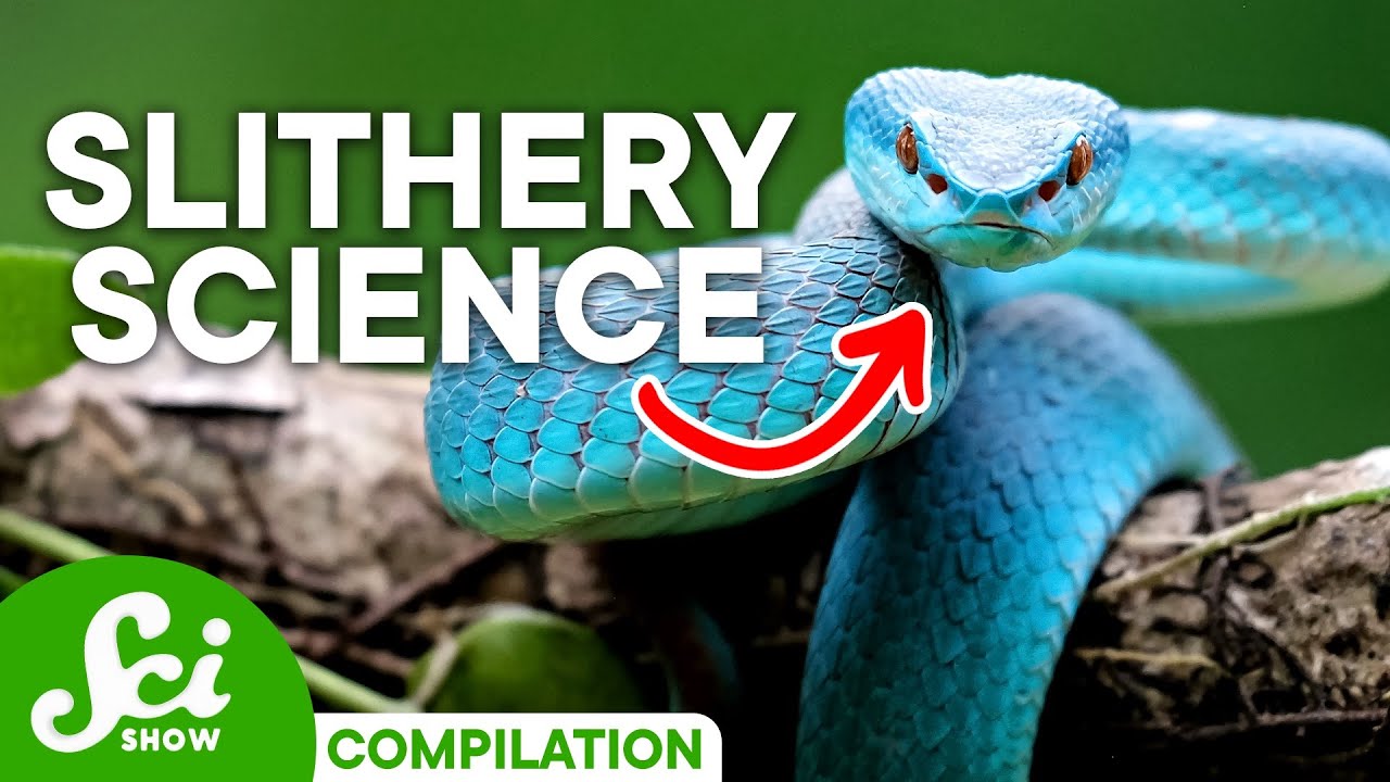 Shocking facts about snakes you should definitely know