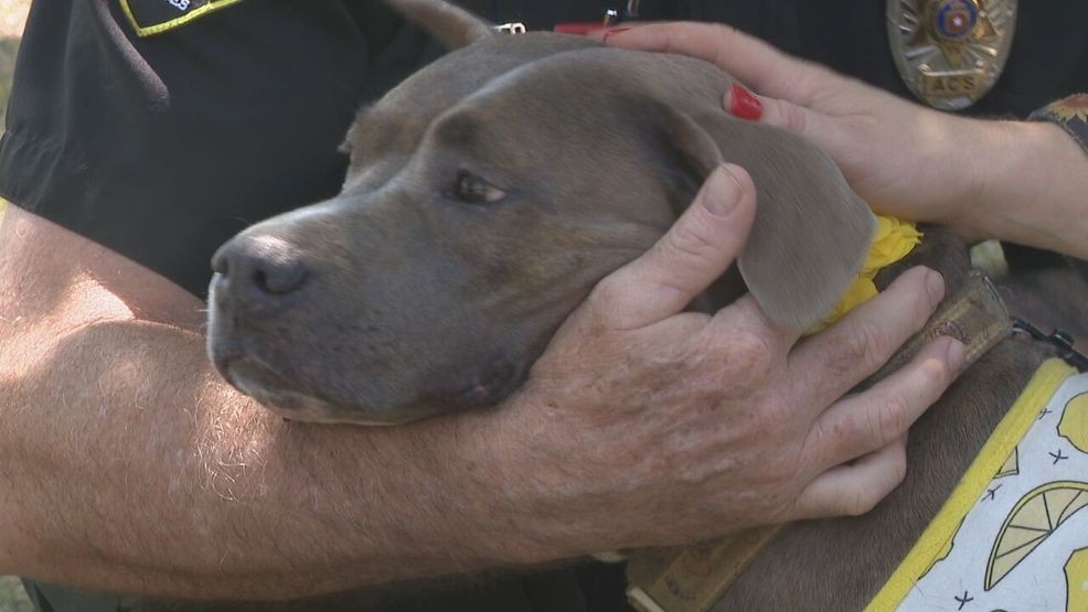 Foster homes needed for over 100 dogs before major winter storm ...