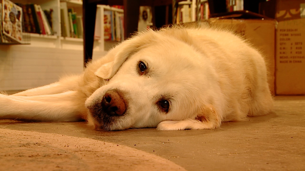 Rockford's famous Tommy the bookstore dog turns 10 with a birthday ...