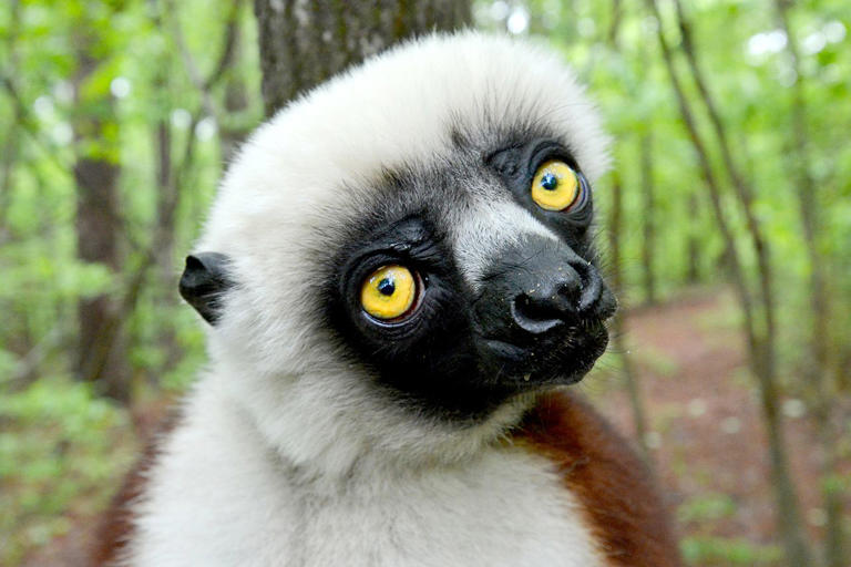What is the cast of “Zoboomafoo” up to now? All about Chris and Martin ...