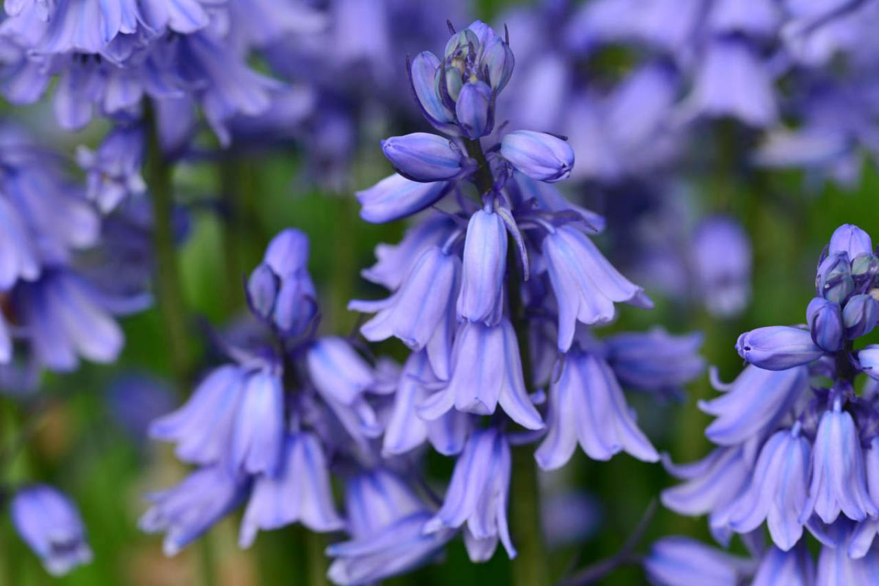 1月24日の花とは?【366日の誕生花と幸せの花言葉】