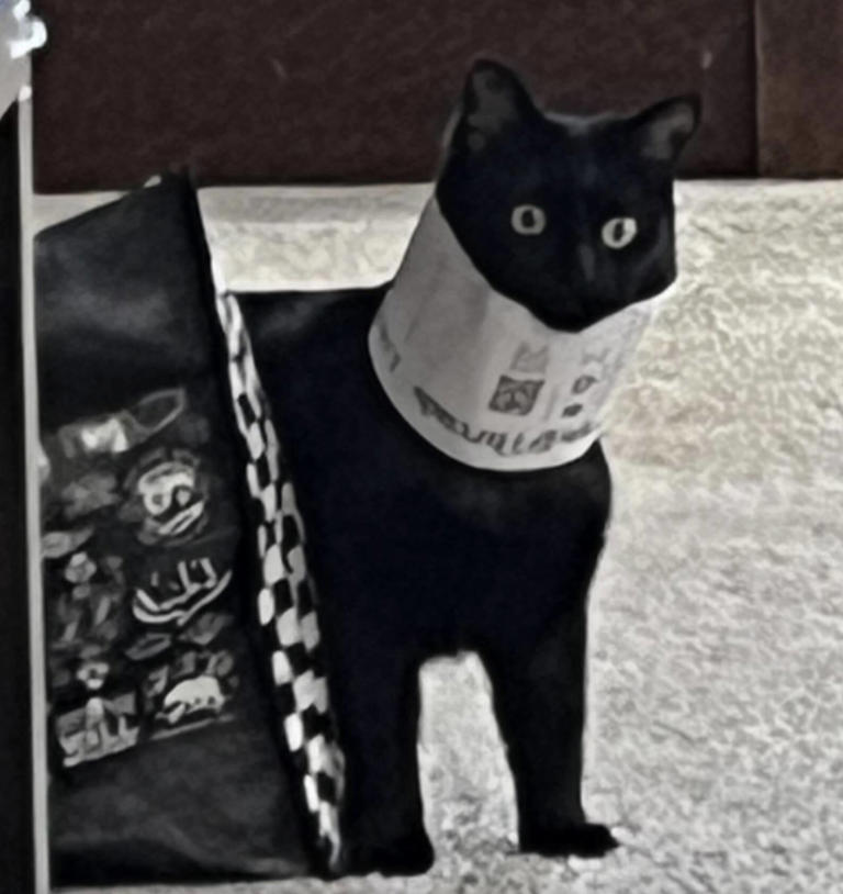 Cat goes toe-to-toe with a ball of yarn — and somehow manages to lose