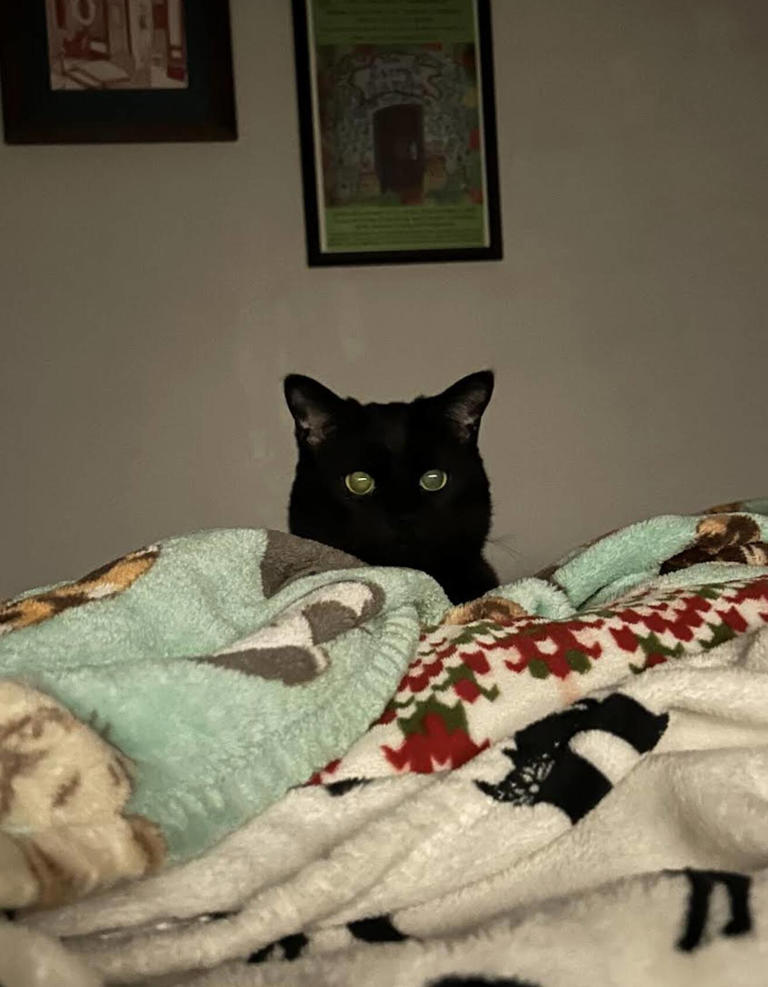 Cat goes toe-to-toe with a ball of yarn — and somehow manages to lose