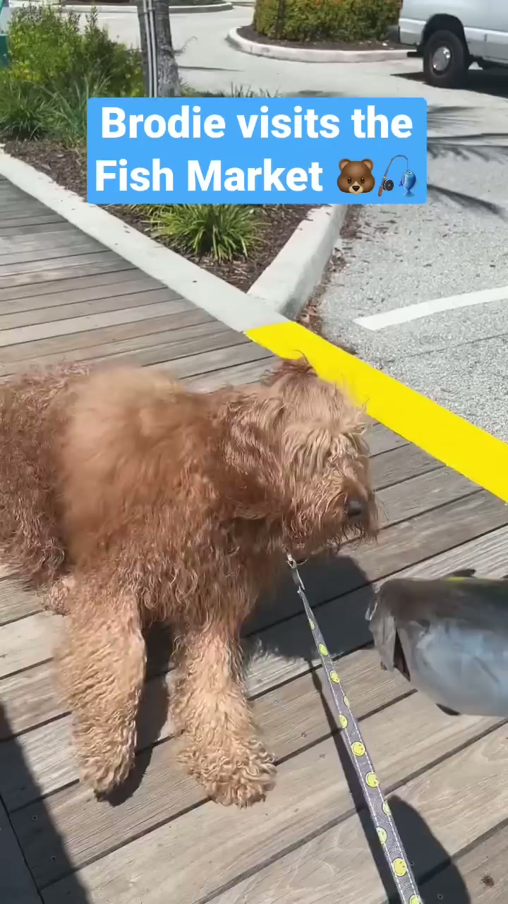 My dog is afraid of the most random things! #goldendoodle #scared #doglover