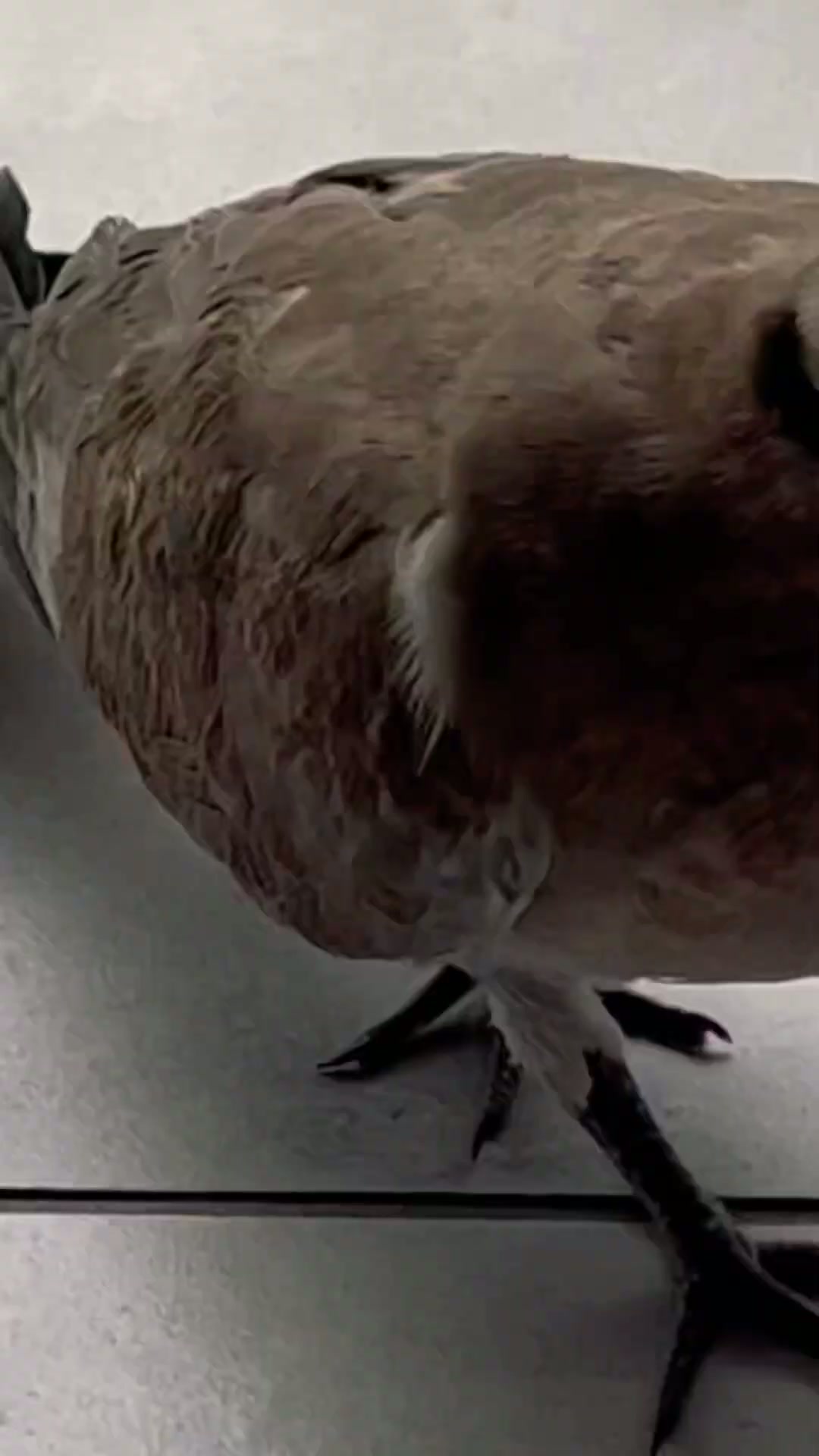 My pet dove #viral #animals #pets #ytviral #loveanimals #shortsvideo