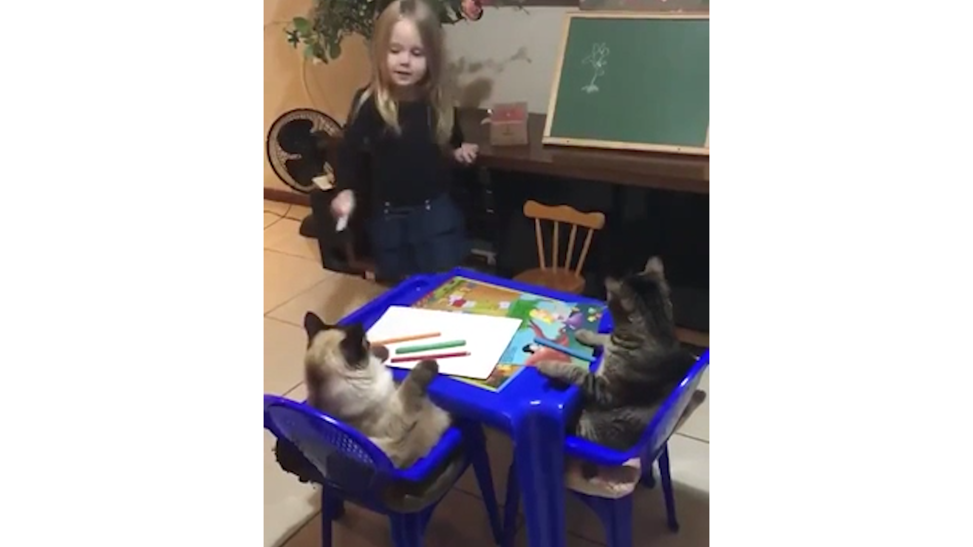 Little Girl Teaches HerTwo Cats How To Draw A Flower