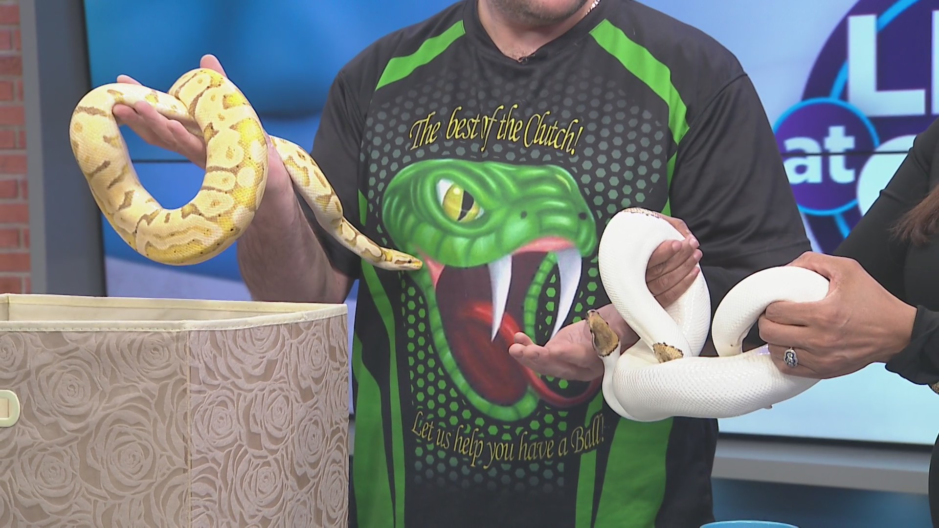 A local snake breeder on what you never knew about pythons