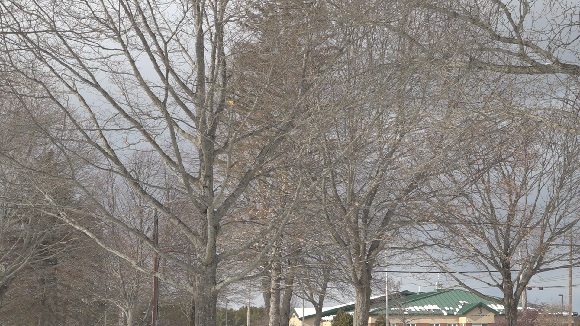 Experts say trees won’t fully implode during frigid temperatures but ...