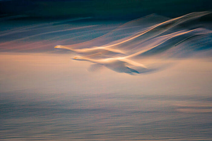 Best Bird Photography Announced Its 29 Stunning Winners