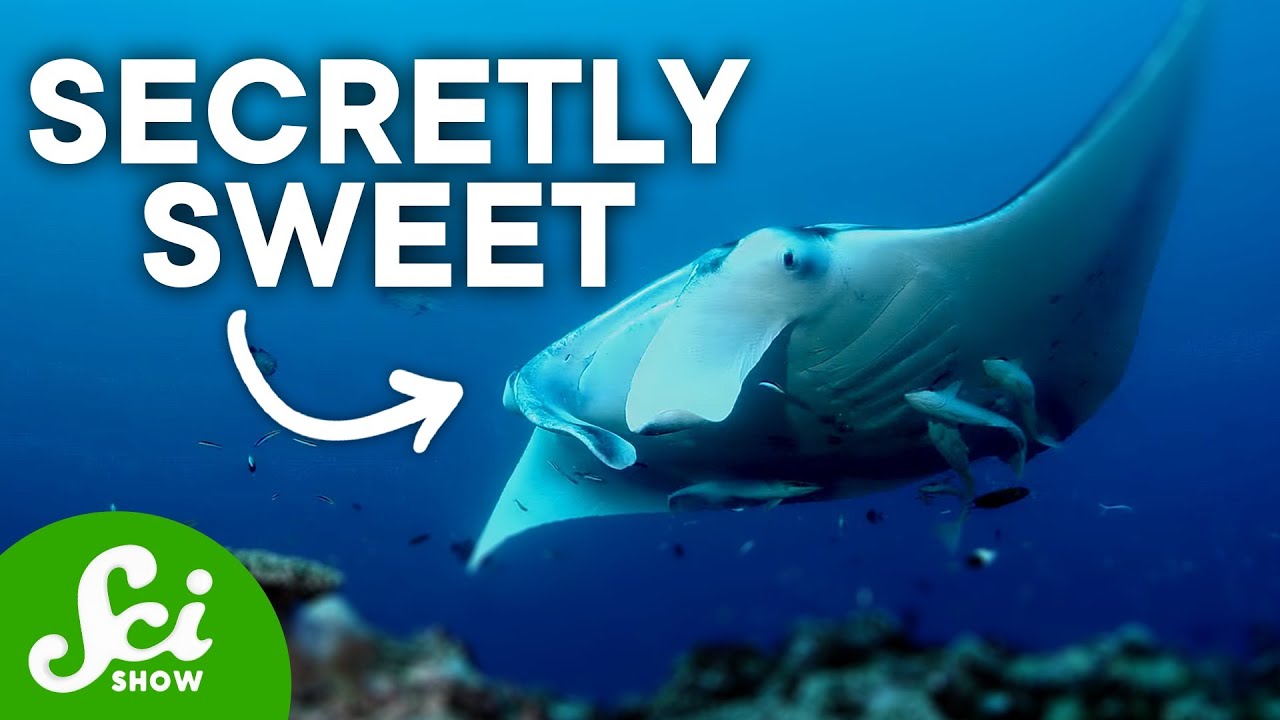 8 scary animals that are totally harmless