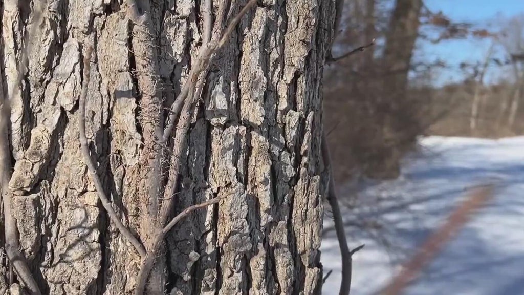 What are "exploding trees"? Here's what can really happen to trees in ...