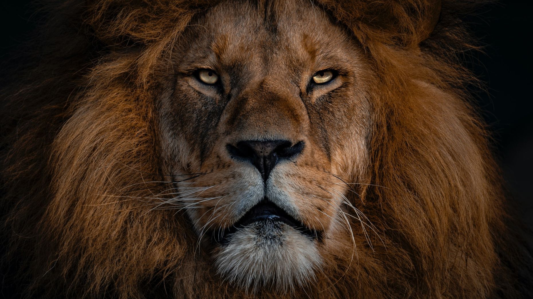 The most dangerous creatures for humans