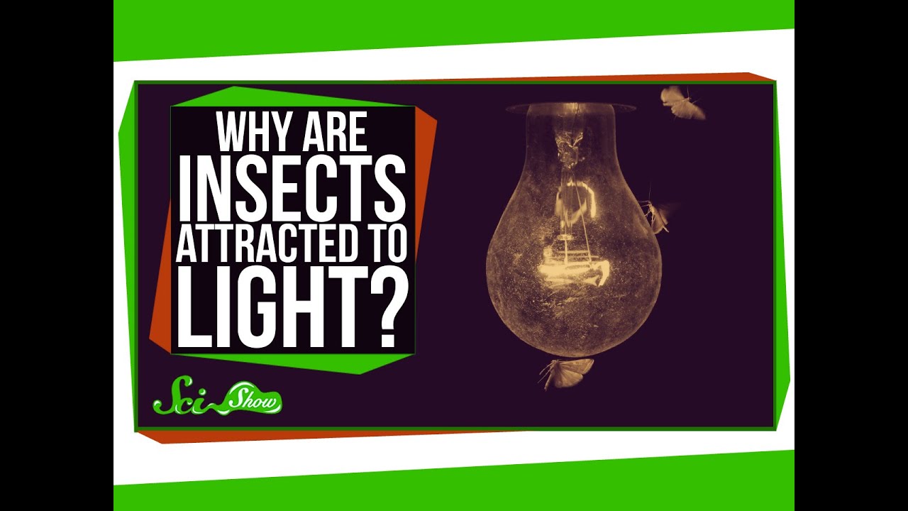 Why are insects attracted to light?