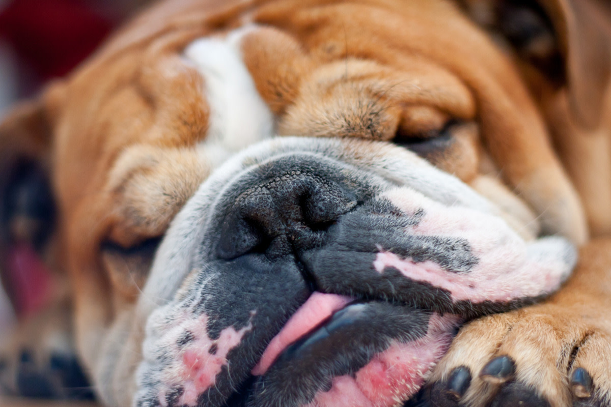 Mom ranks English bulldog’s sleeping positions, and we can’t stop laughing