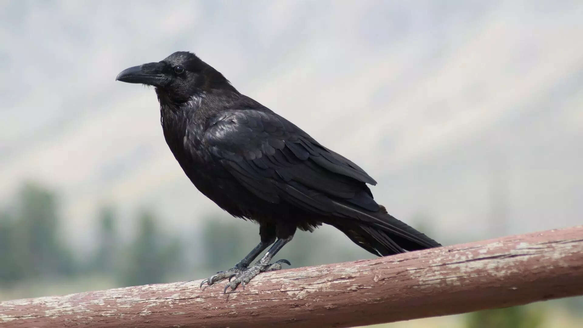 Think birds are simple? These 5 are shockingly intelligent